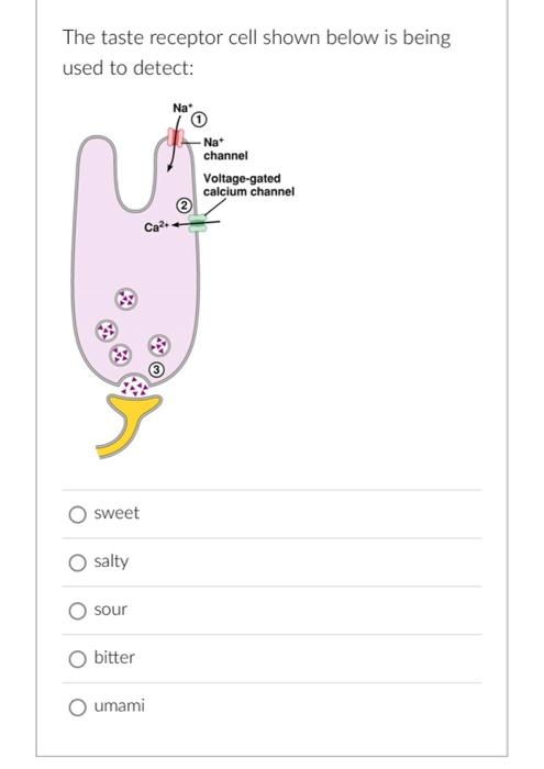 Solved The taste receptor cell shown below is being used to | Chegg.com