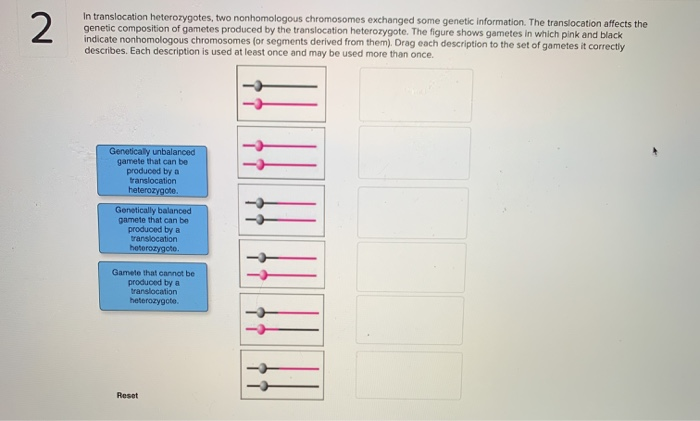 Solved In translocation heterozygotes, two nonhomologous | Chegg.com
