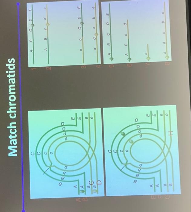Solved Match chromatids 3 0ABCd | Chegg.com