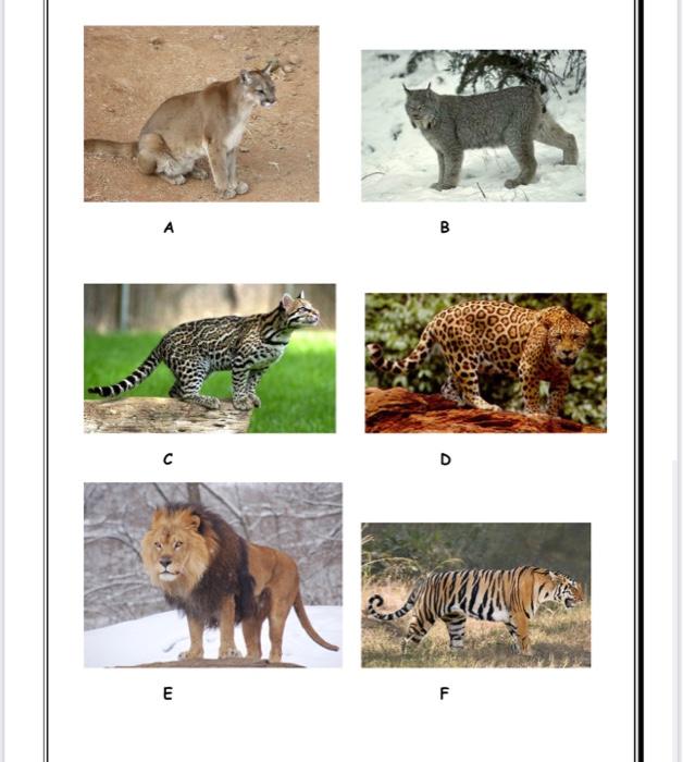 Solved Key Template: Use the following template to create | Chegg.com