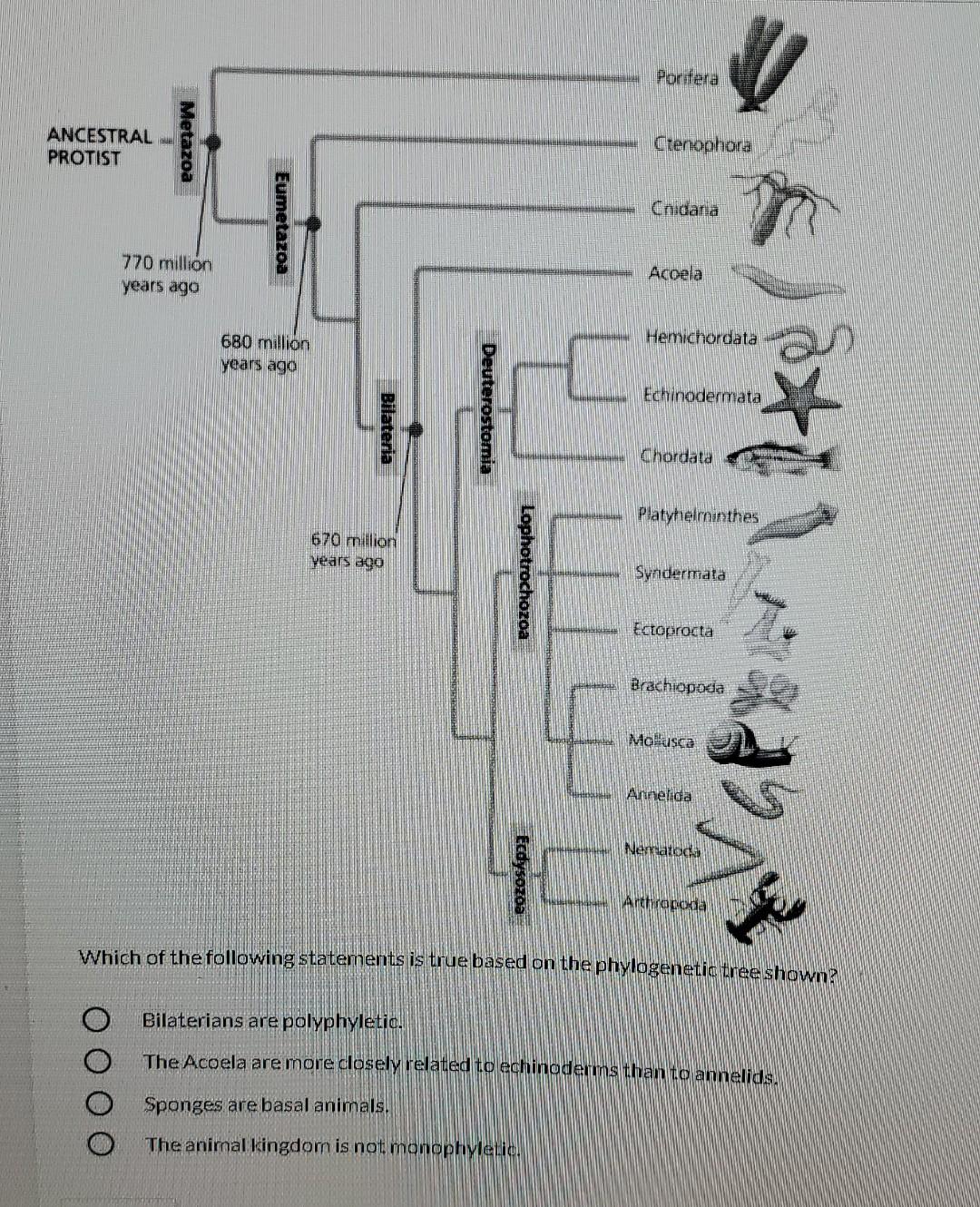 Solved Ponviera ANCESTRAL PROTIST Metazoa Ctenophora | Chegg.com