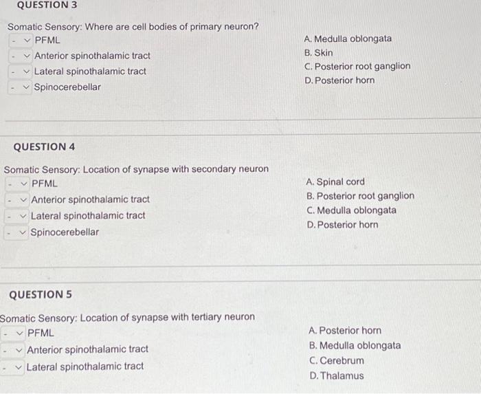 Solved Somatic Sensory: Functions Sensory input for | Chegg.com