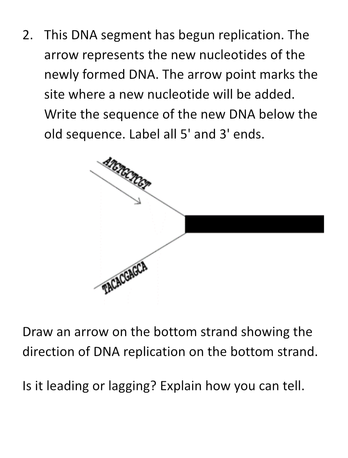 Solved This DNA segment has begun replication. The arrow | Chegg.com
