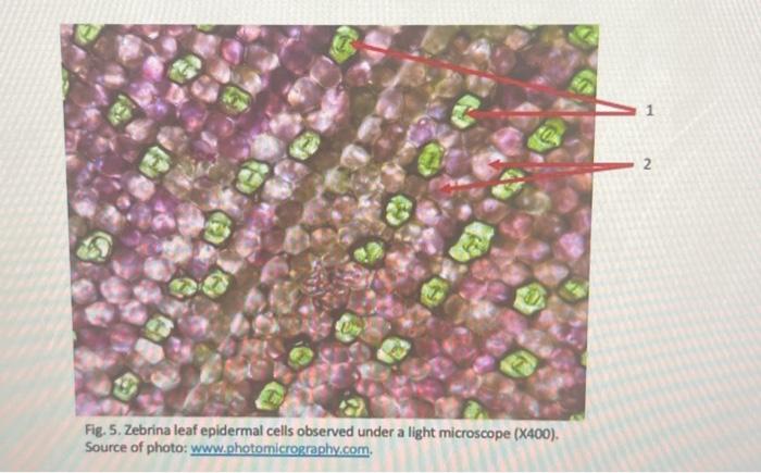 Solved Source of photo: Cell wall Stomata (singular | Chegg.com