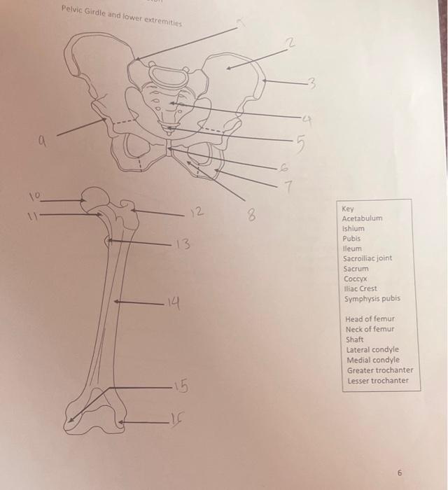 Solved Label the bones and key landmarks. Key | Chegg.com