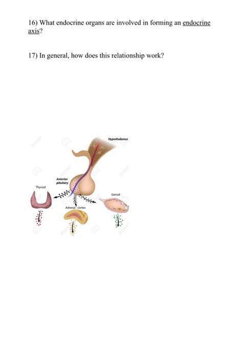 Solved 16) What endocrine organs are involved in forming an | Chegg.com