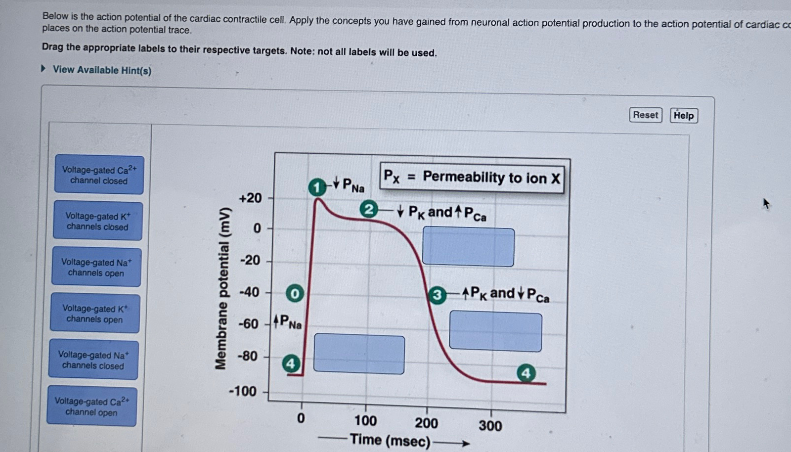 Below is the action potential of the cardiac | Chegg.com