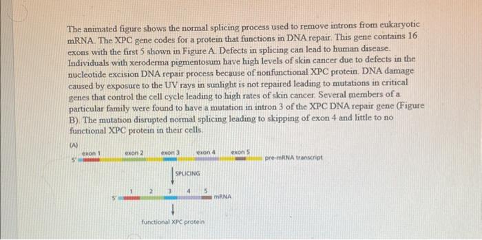 Solved The animated figure shows the normal splicing process | Chegg.com