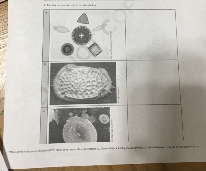 Solved 1. Identify the microfossils in the chart below b. | Chegg.com