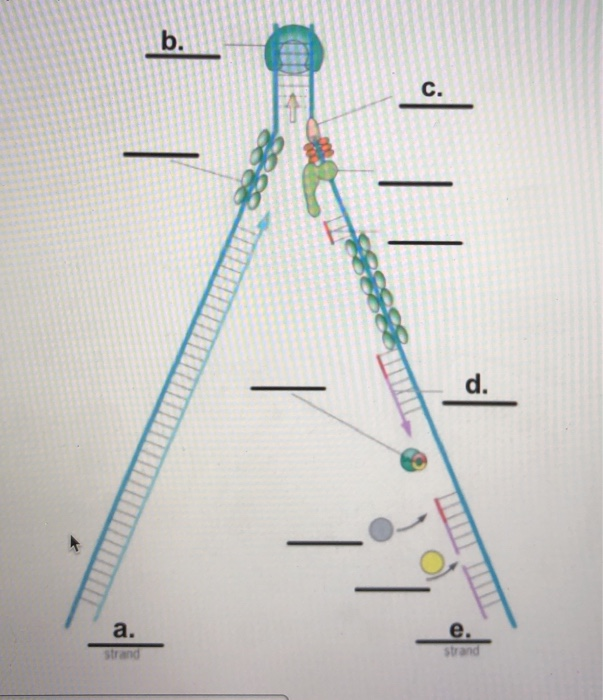Solved b. C. d. a. Strand e. strand | Chegg.com