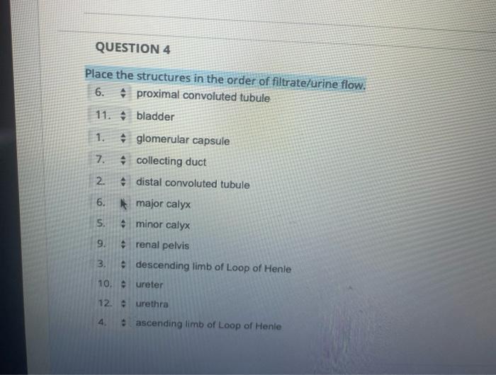 Solved Place the structures in the order of filtrate/urine | Chegg.com