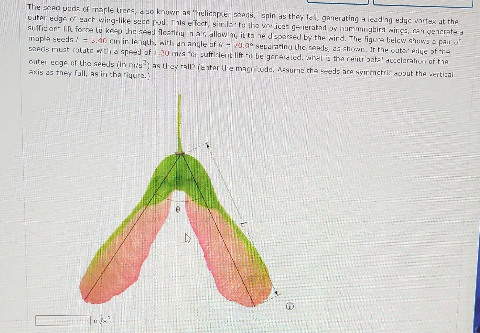 Solved The seed pods of maple trees, also known as | Chegg.com