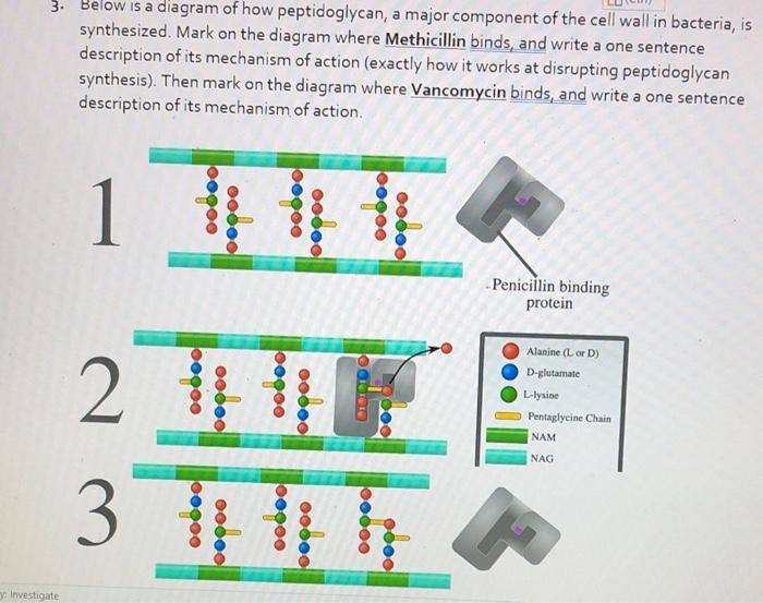 Solved 3. Below is a diagram of how peptidoglycan, a major | Chegg.com