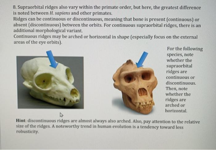 Solved 8. Supraorbital ridges also vary within the primate | Chegg.com