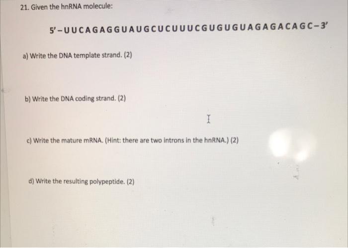 Solved 21. Given the hnRNA molecule: | Chegg.com