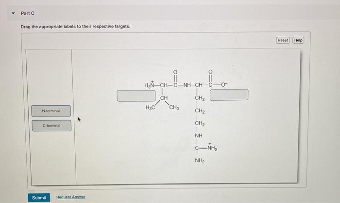Solved Lab the N-terminus and the C-terminus for each of the | Chegg.com