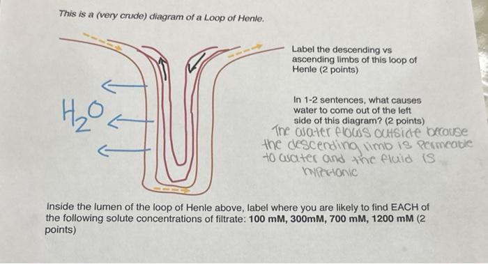 Solved This is a (very crude) diagram of a Loop of Henle. | Chegg.com