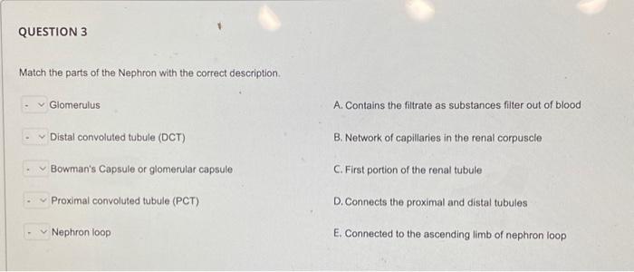 Solved Match the parts of the Nephron with the correct | Chegg.com