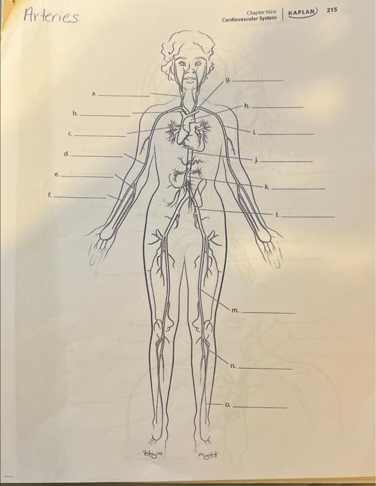 Solved Arteries KAPLAN 215 Chapter Nine Cardiovascular | Chegg.com