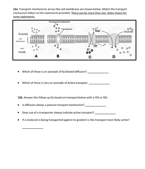 Solved 12a. ﻿Transport mechanisms across the cell membrane | Chegg.com