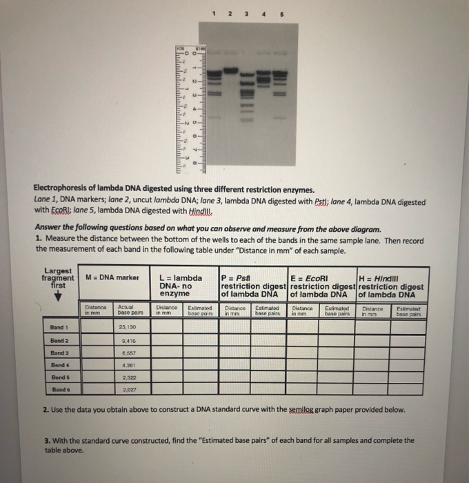 1 2 Electrophoresis of lambda DNA digested using | Chegg.com