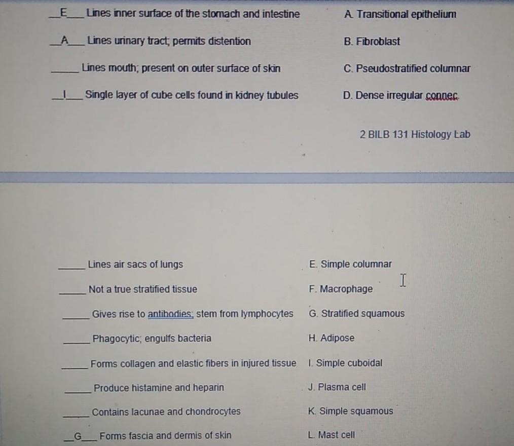 Solved 1. MATCHING-Match the tissues to their functions E | Chegg.com