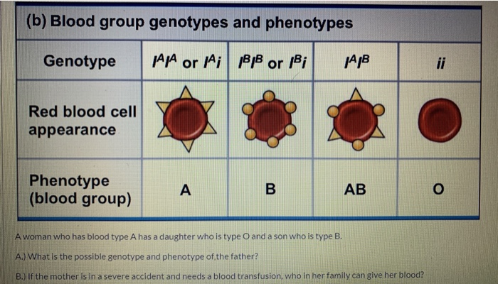 Solved (b) Blood group genotypes and phenotypes Genotype | Chegg.com