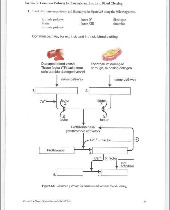 Solved Exercise 5: Common Pathway for Extrinsic and | Chegg.com