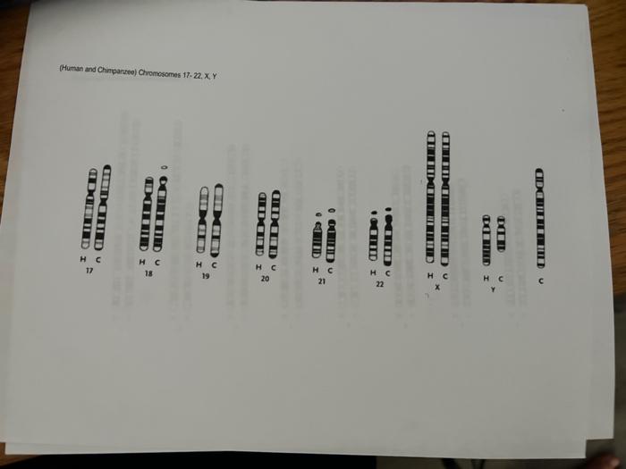 (9) There is one chromosome that is identical in | Chegg.com