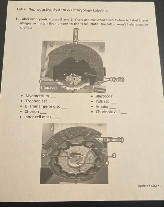 Solved Lab 8: Reproductive System & Embryology Labeling E. | Chegg.com
