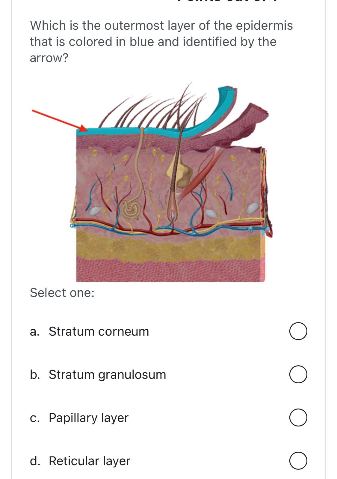 Solved Which is the outermost layer of the epidermis that is | Chegg.com