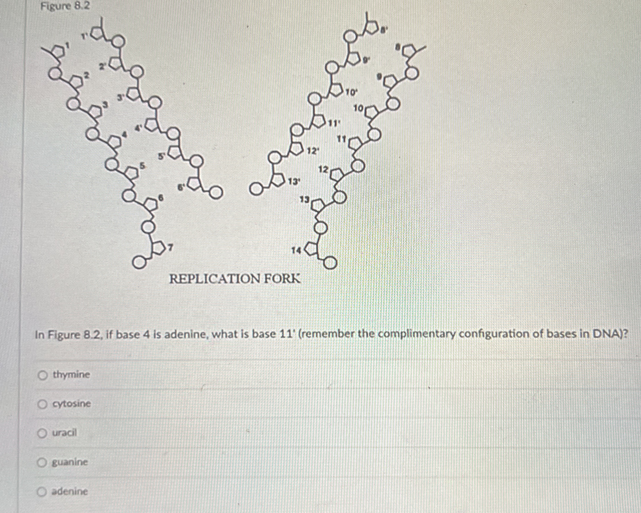 Solved Figure 8.2REPLICATION FORKIn Figure 8.2, ﻿if base 4 | Chegg.com