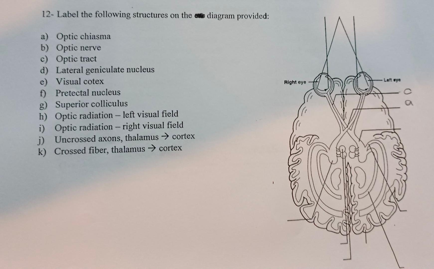 Solved 12- Label the following structures on the diagram | Chegg.com