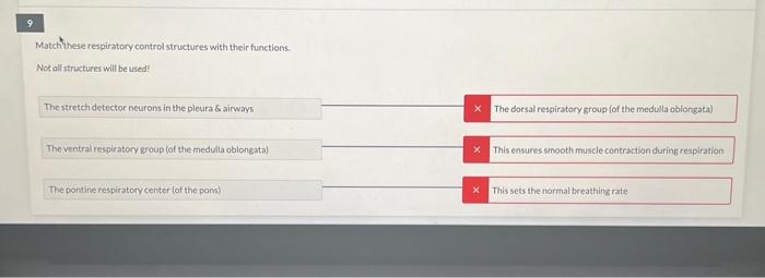 Solved Match these respiratory control structures with their | Chegg.com