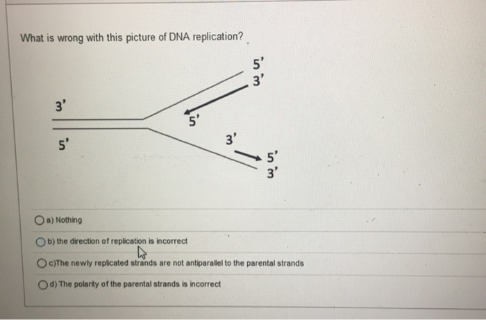 Solved What is wrong with this picture of DNA replication? . | Chegg.com