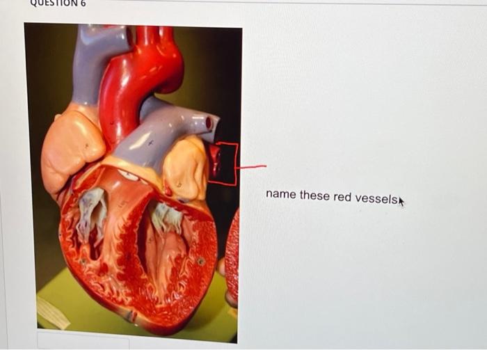 Solved QUESTION name these red vessels | Chegg.com