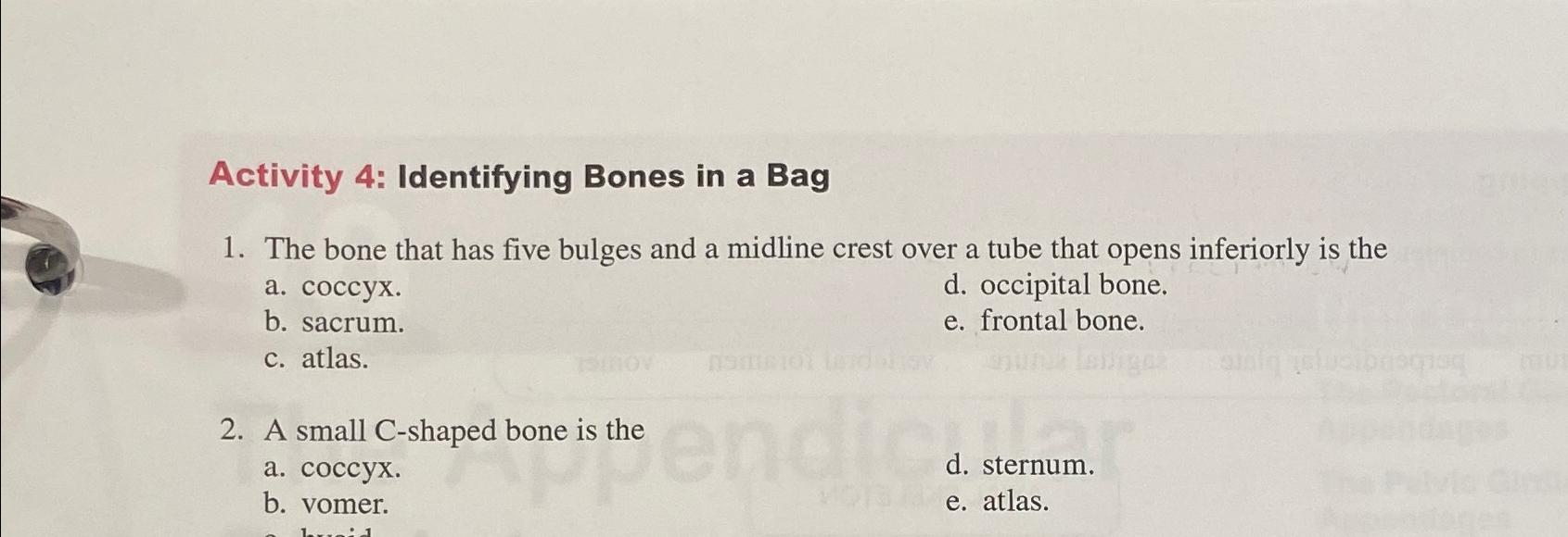 Solved Activity 4: Identifying Bones in a BagThe bone that | Chegg.com