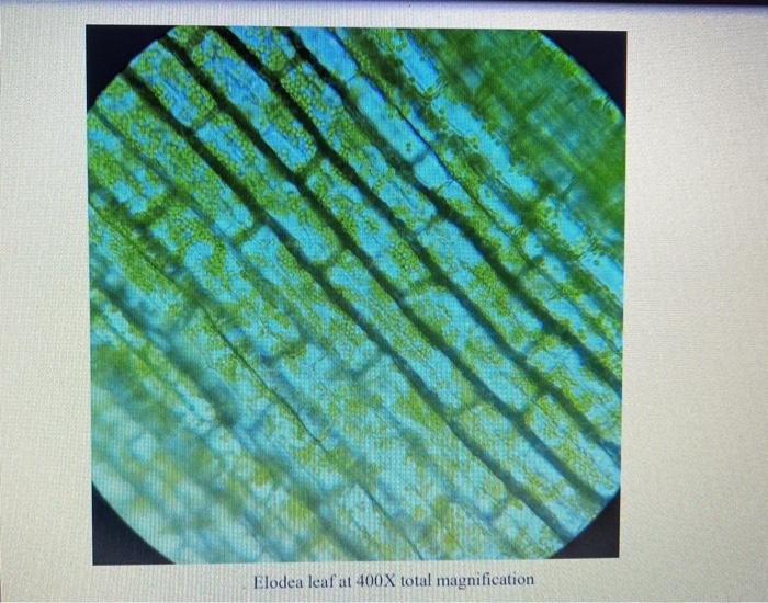 Solved Elodea leaf at 400X total magnification A Human | Chegg.com