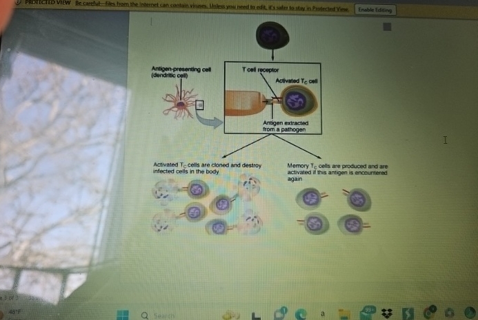 Solved Activated TC ﻿cells are cloned and destroy infected | Chegg.com