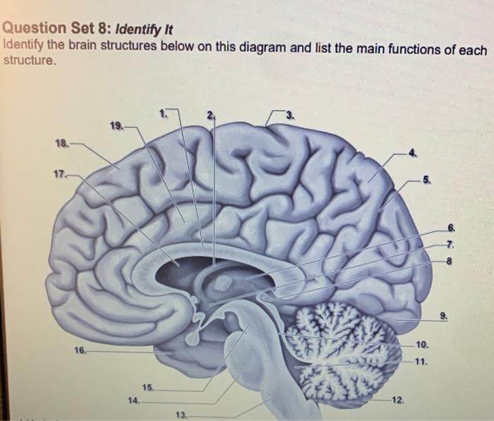 Solved Question Set 8: Identify It Identify the brain | Chegg.com