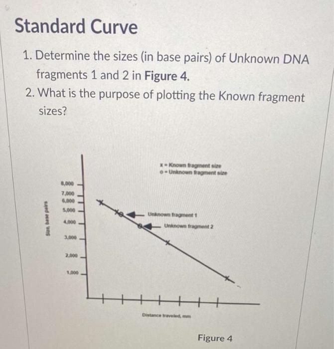 Solved Standard Curve 1. Determine the sizes (in base pairs) | Chegg.com