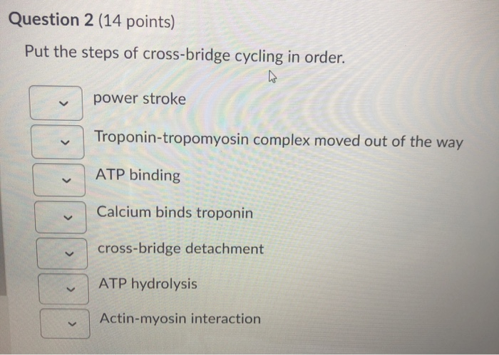 Solved Question 2 (14 points) Put the steps of cross-bridge | Chegg.com