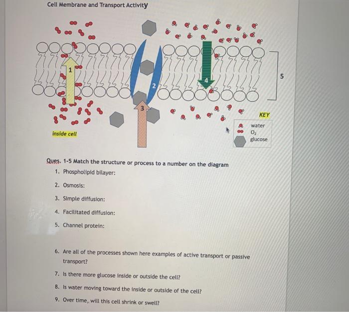 Solved Cell Membrane and Transport Activity 5 4214 KEY | Chegg.com