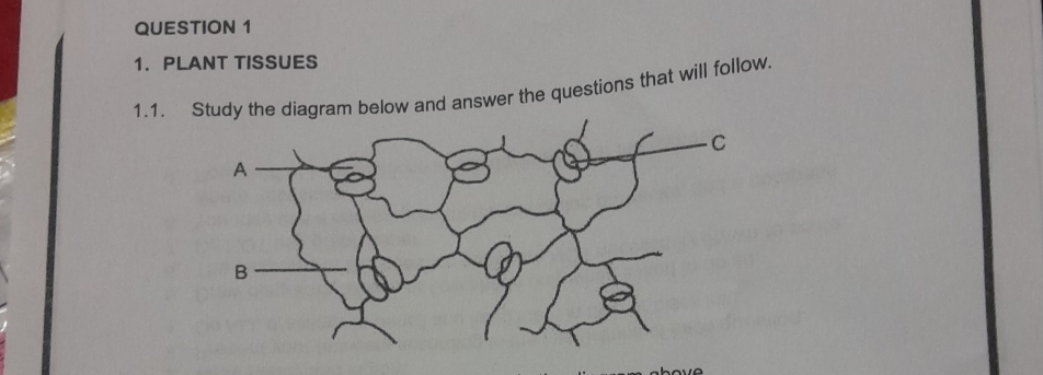 Solved QUESTION 1PLANT TISSUES1.1. ﻿Study the diagram below | Chegg.com