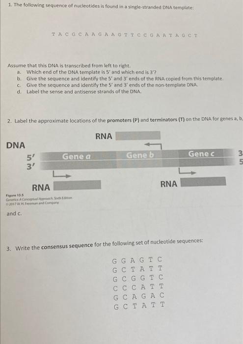 Solved 1. The following sequence of nucleotides is found in | Chegg.com
