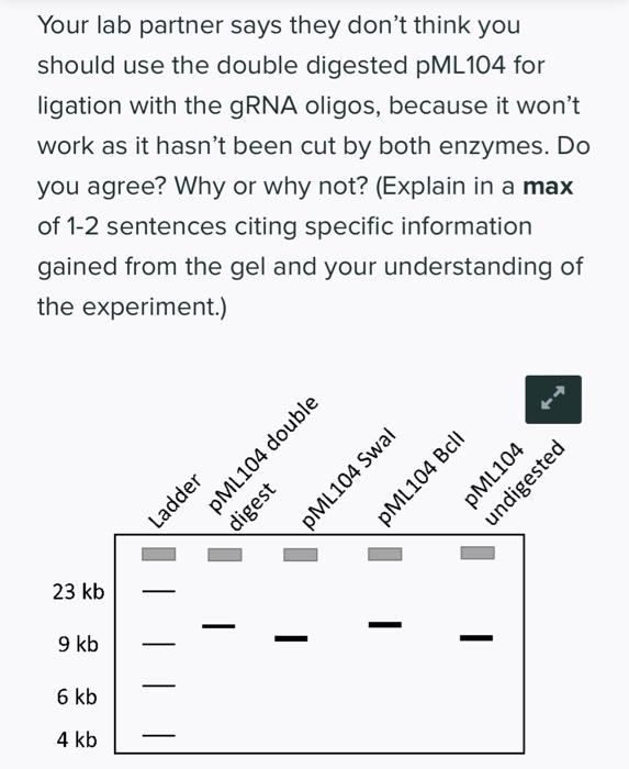 Solved Consider the digestions we did in lab. You digest the | Chegg.com