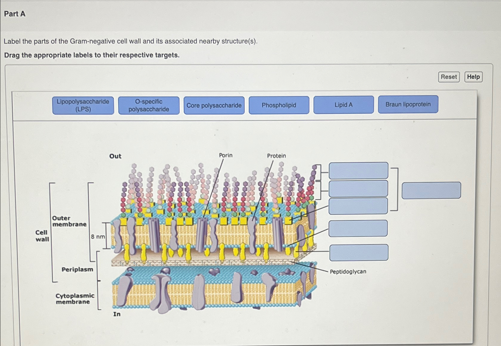 Solved Part ALabel the parts of the Gram-negative cell wall | Chegg.com