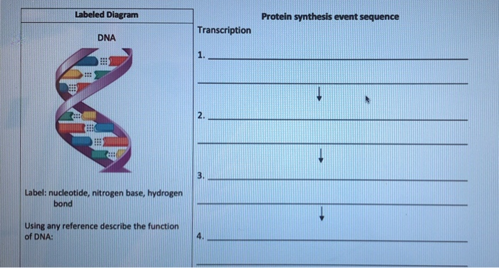 Solved Labeled Diagram Protein synthesis event sequence | Chegg.com