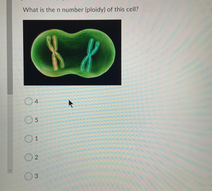 Solved What is the n number (ploidy) of this cell? 04. 05 1 | Chegg.com