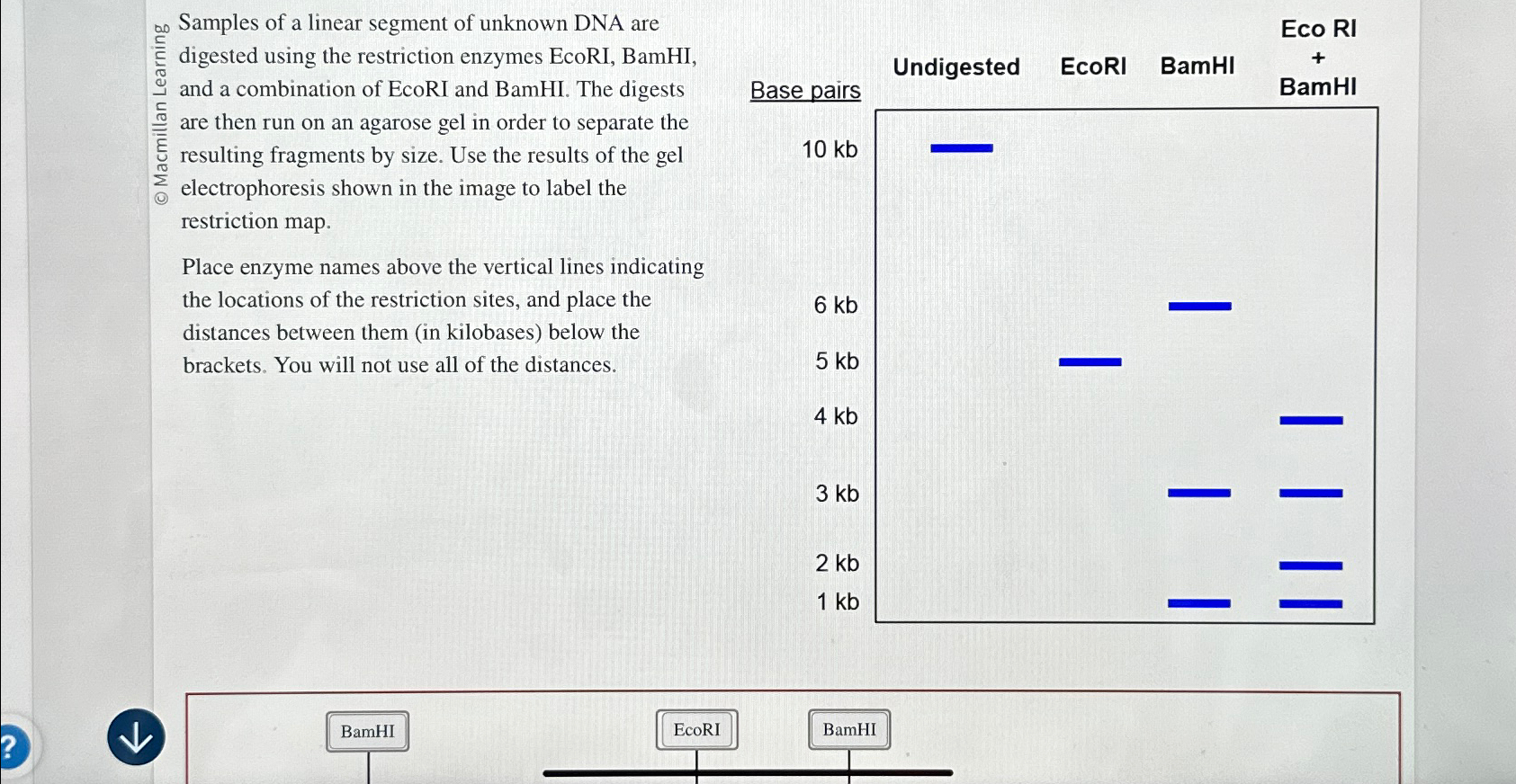 Solved a) ﻿Samples of a linear segment of unknown DNA areEco | Chegg.com